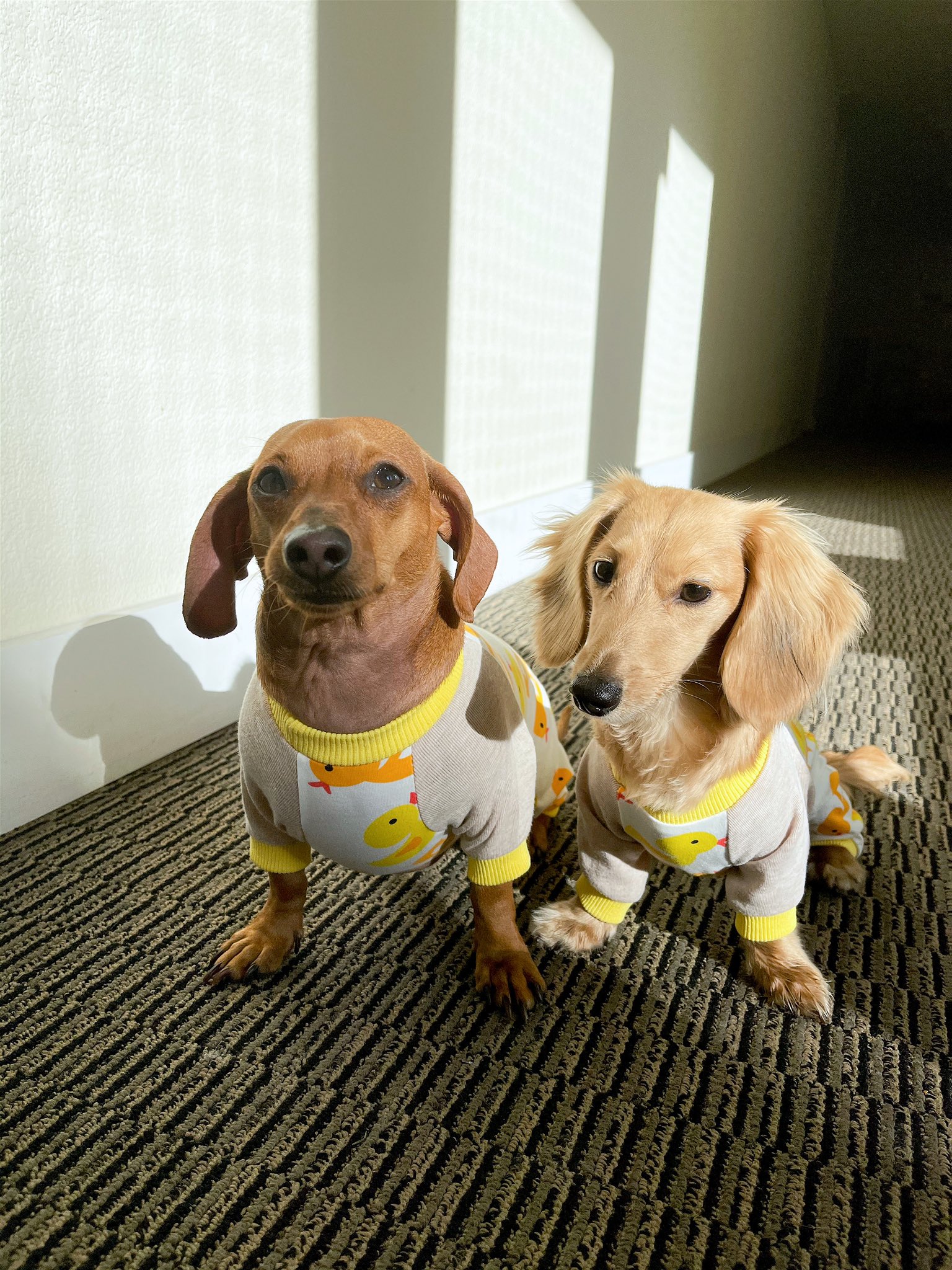 TW Pornstars - Emmy 🧁. Twitter. pj’s tonight 💛. 2:40 AM - 18 Jul 2021