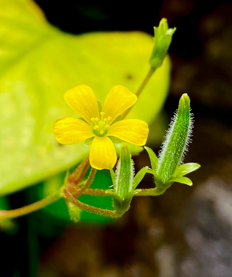 Ajit Karape (@AjitKarape) | Twitter