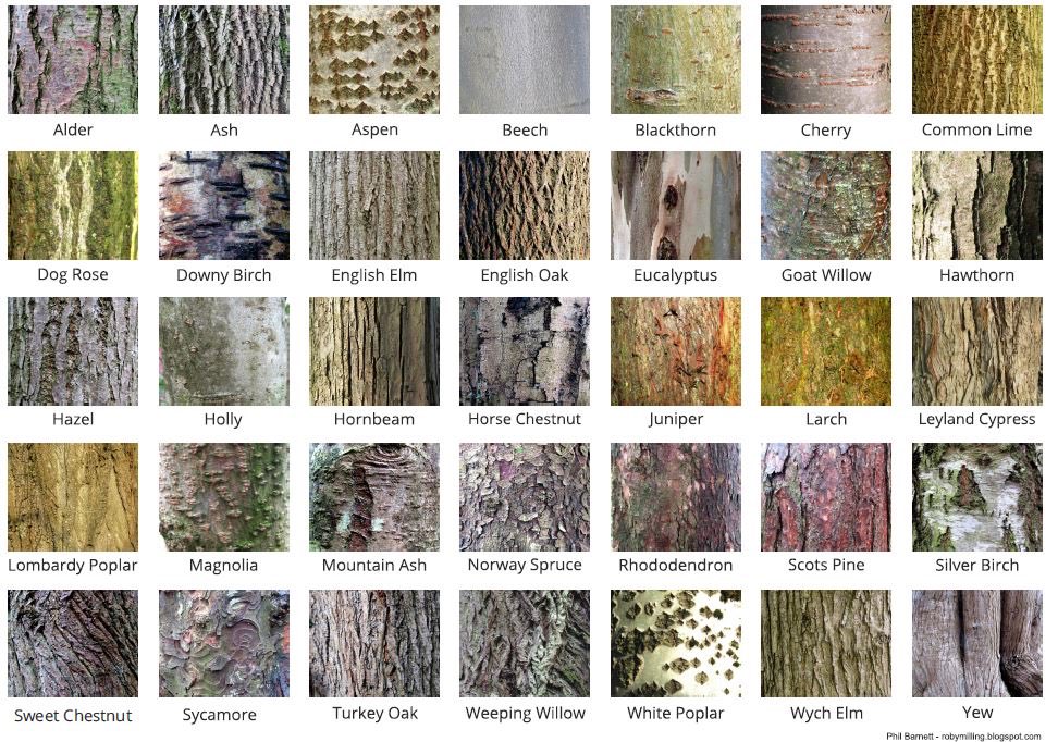 Oak Bark Identification How To Easily Identify 12 Deciduous Trees In