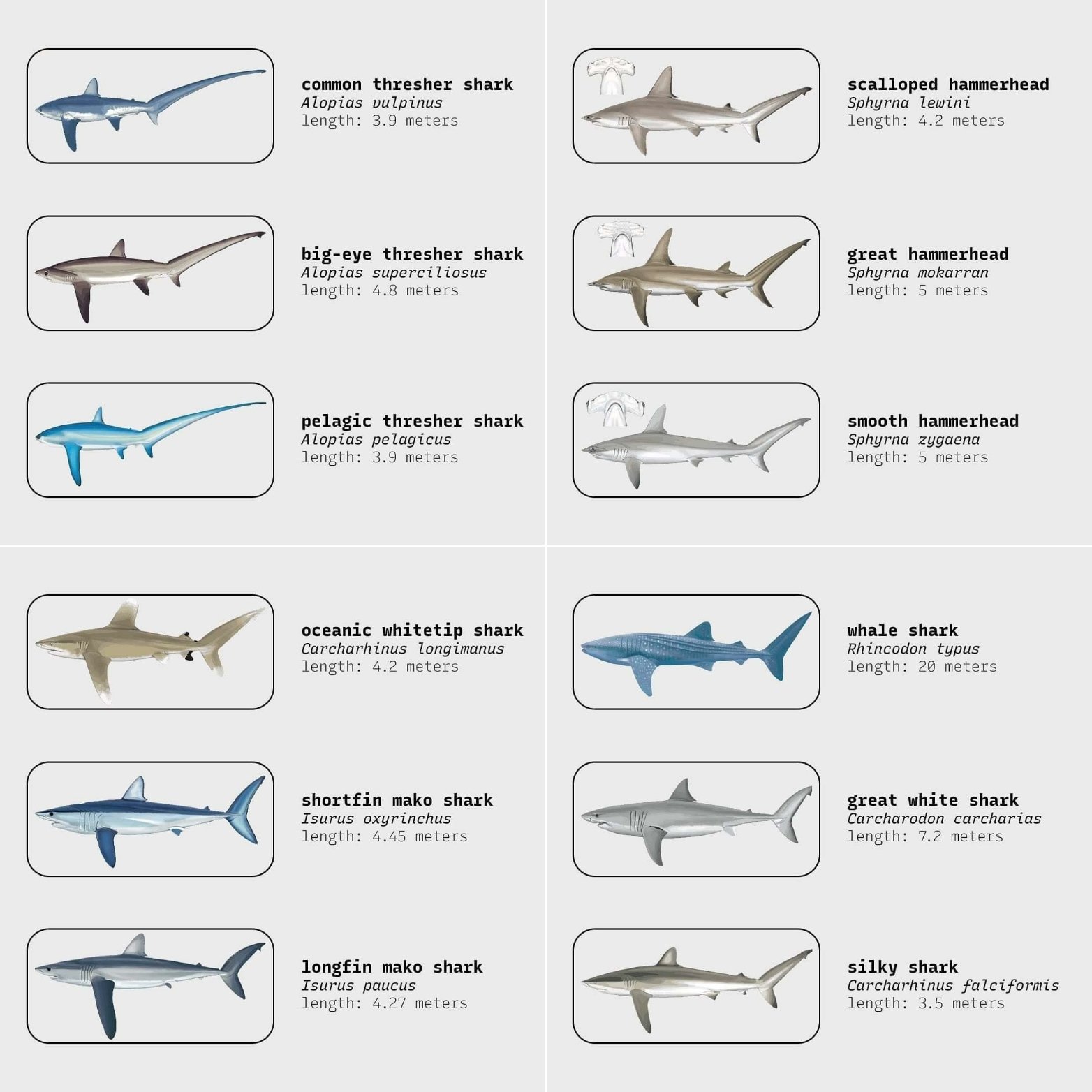 Types Of Sharks Chart