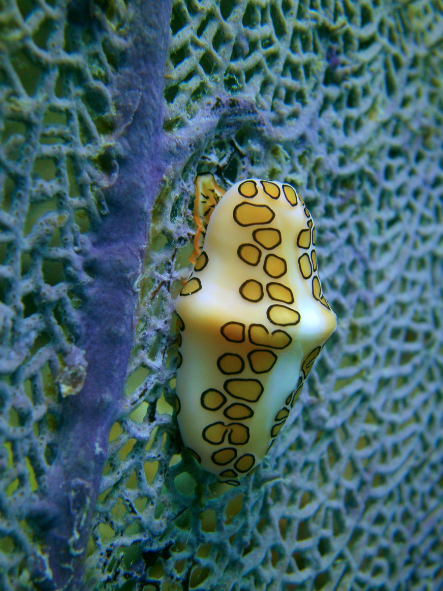 The beautiful Flamingo tongue snail feeding on coral : r/DiscoverEarth