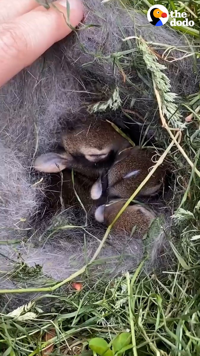 Woman finds newborn baby bunnies in her yard and gets so nervous when ...
