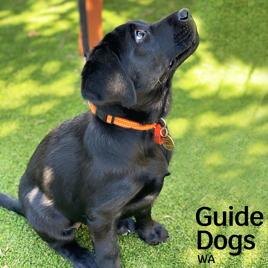 How Long Is The Wait For A Guide Dog