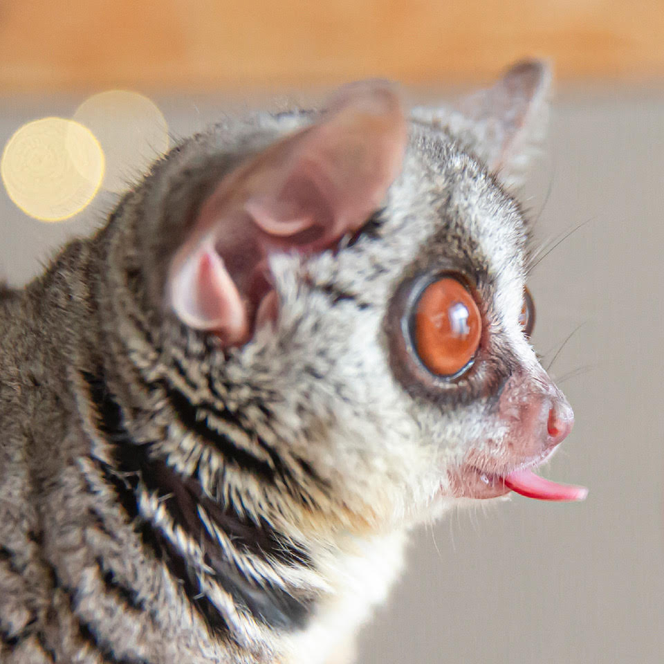 Small Monkey With Big Eyes