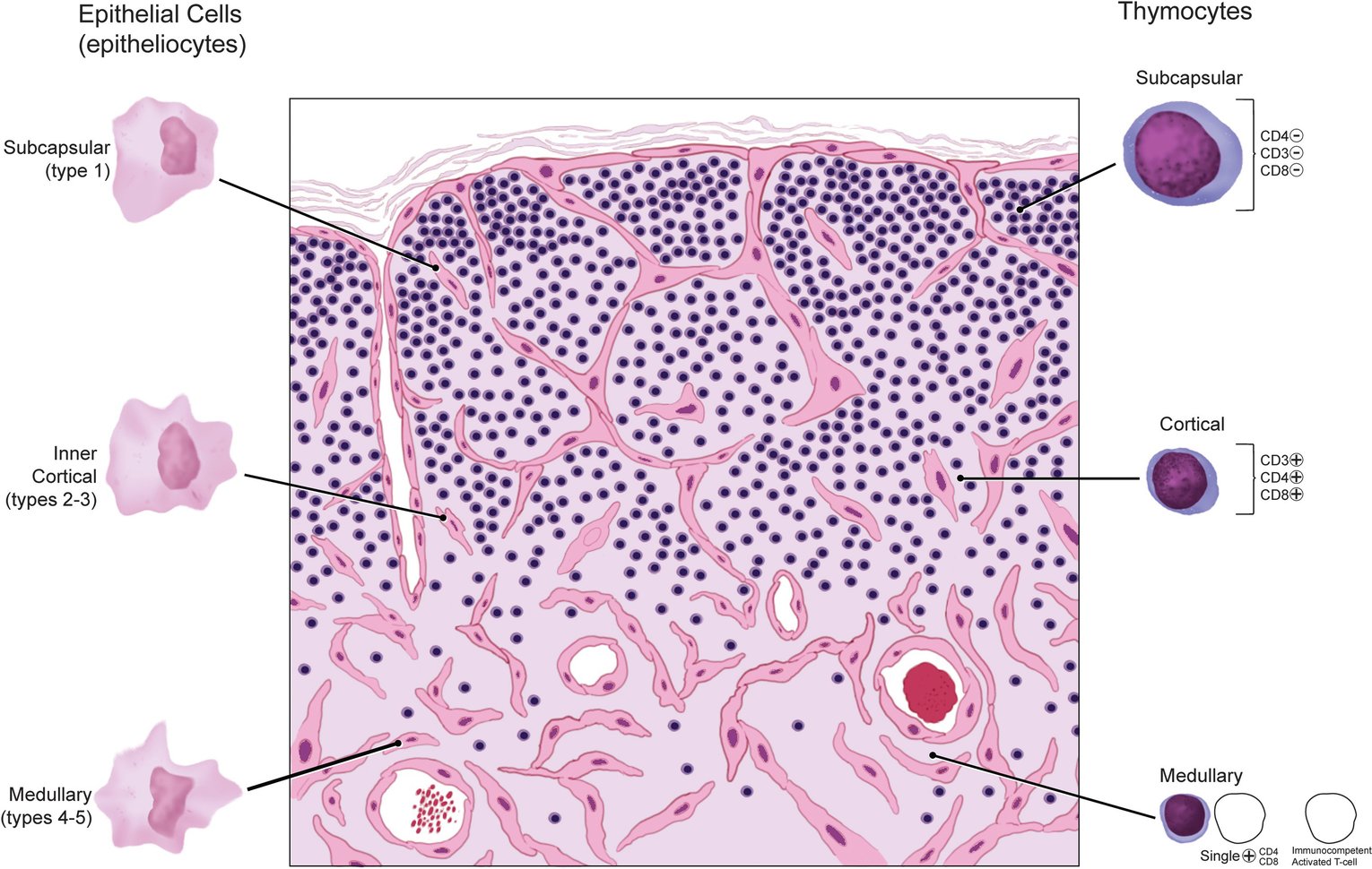 Thymus Histology Diagram