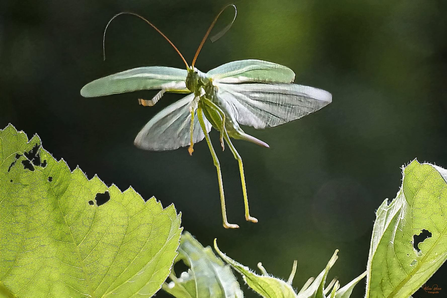 Grasshopper In Flight