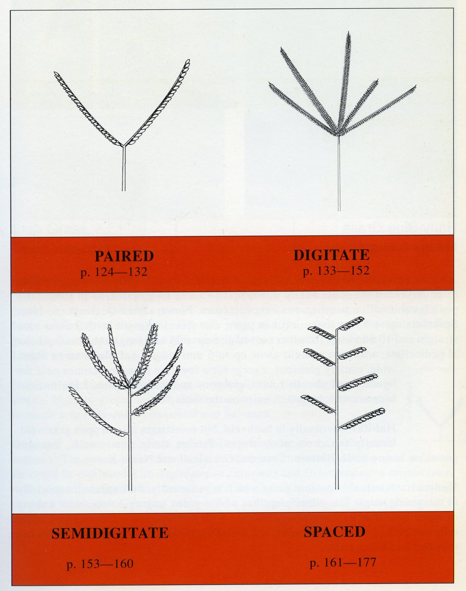 Genera of Poaceae: The Finger-grasses. These exotic-looking alien ...