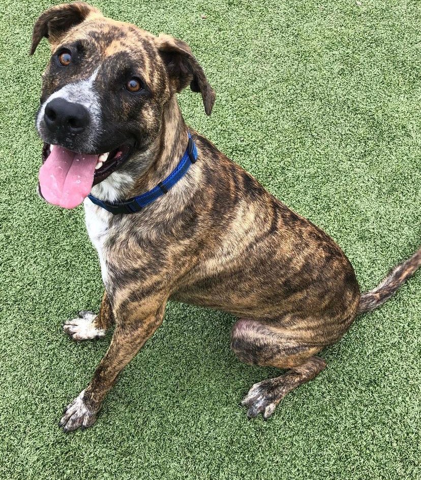 Catahoula Boxer Mix