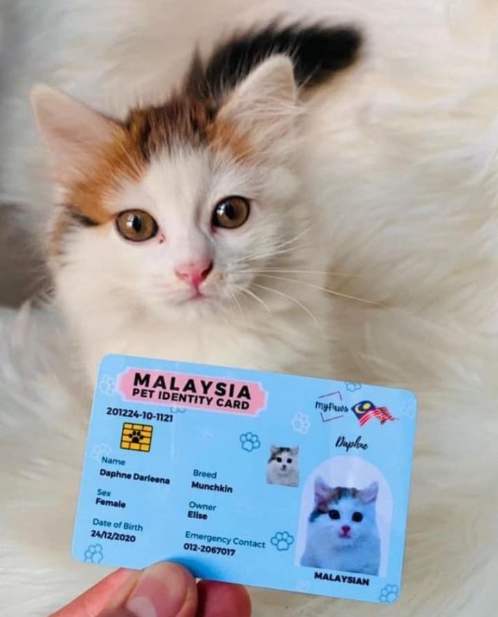 Kucing Comel Gila