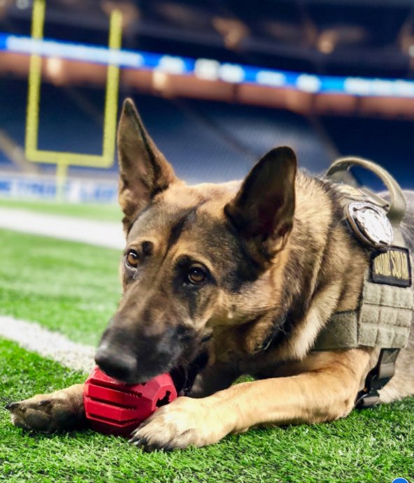 Why Are German Shepherds The Only Police Dogs