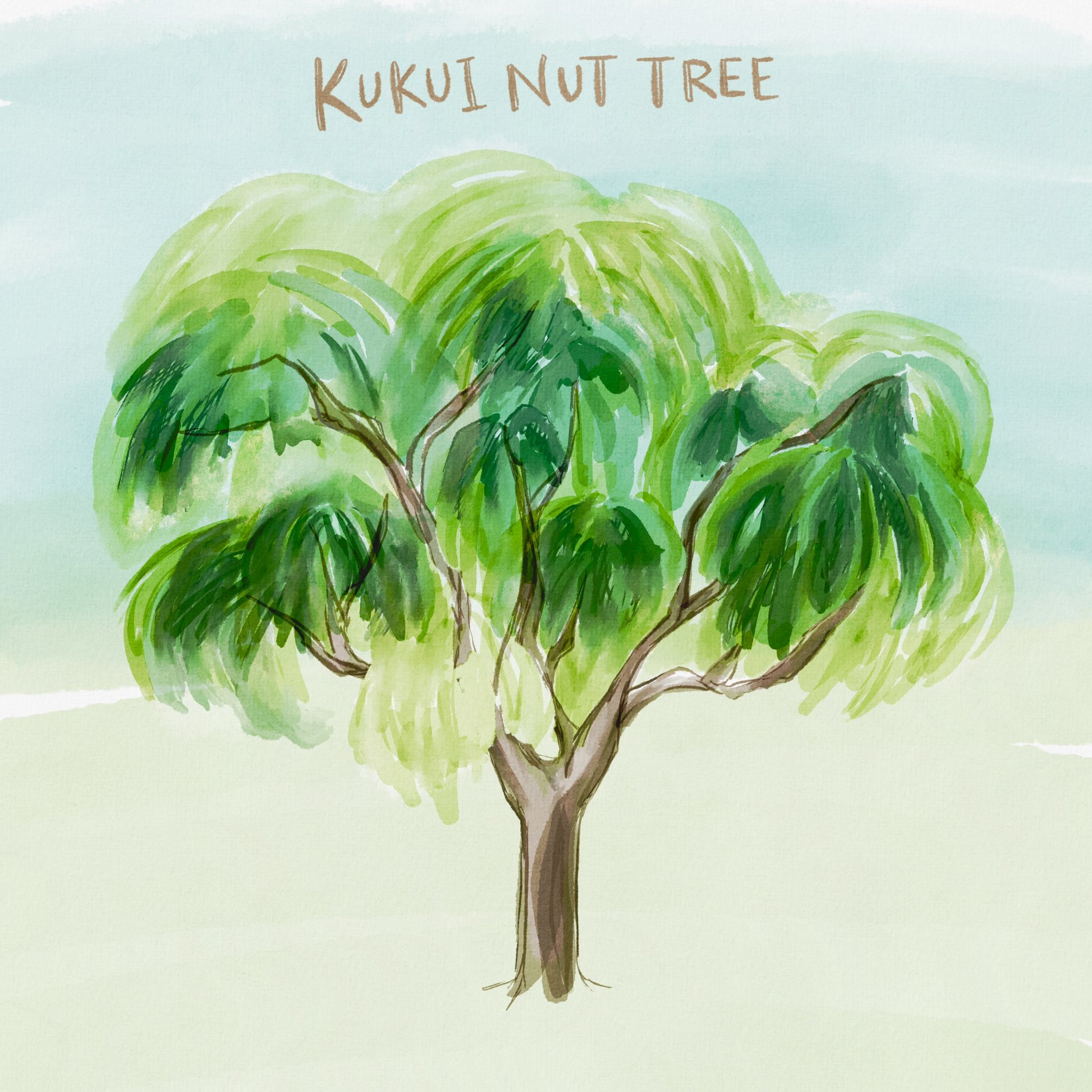 Hawaii State Tree Hawaii's State Tree: Discover Its Identity