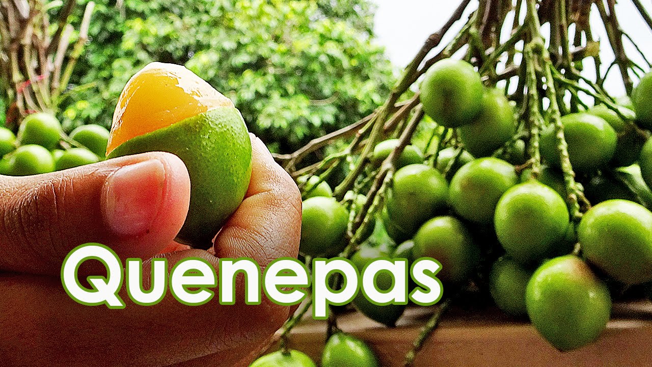 Quenepa Tree