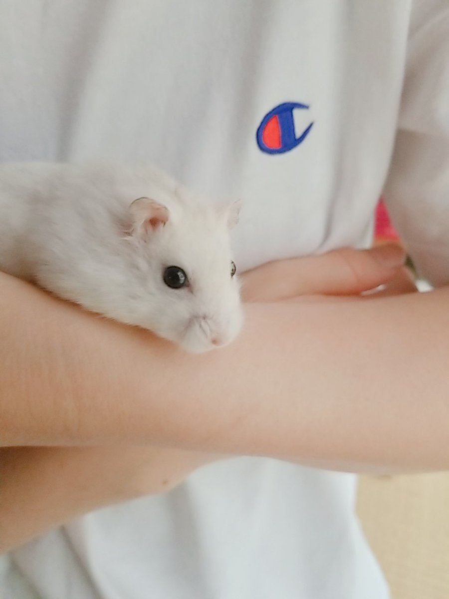 くまちん (@hamuhamu_achan) | Twitter