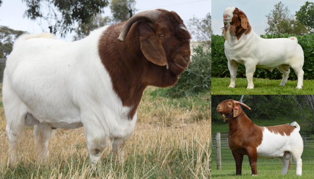 Meat Goat Breeds