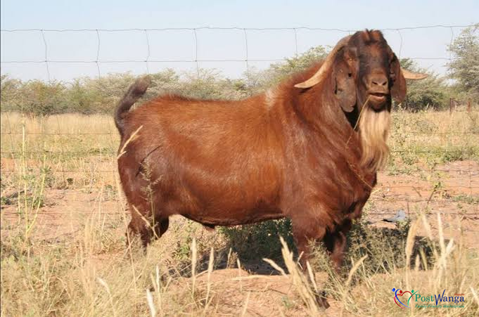 Having learnt about breeding & different GOATS Breeds then its time for ...