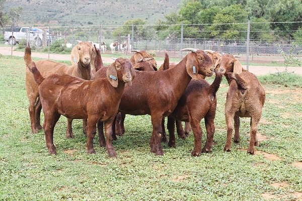 Having learnt about breeding & different GOATS Breeds then its time for ...