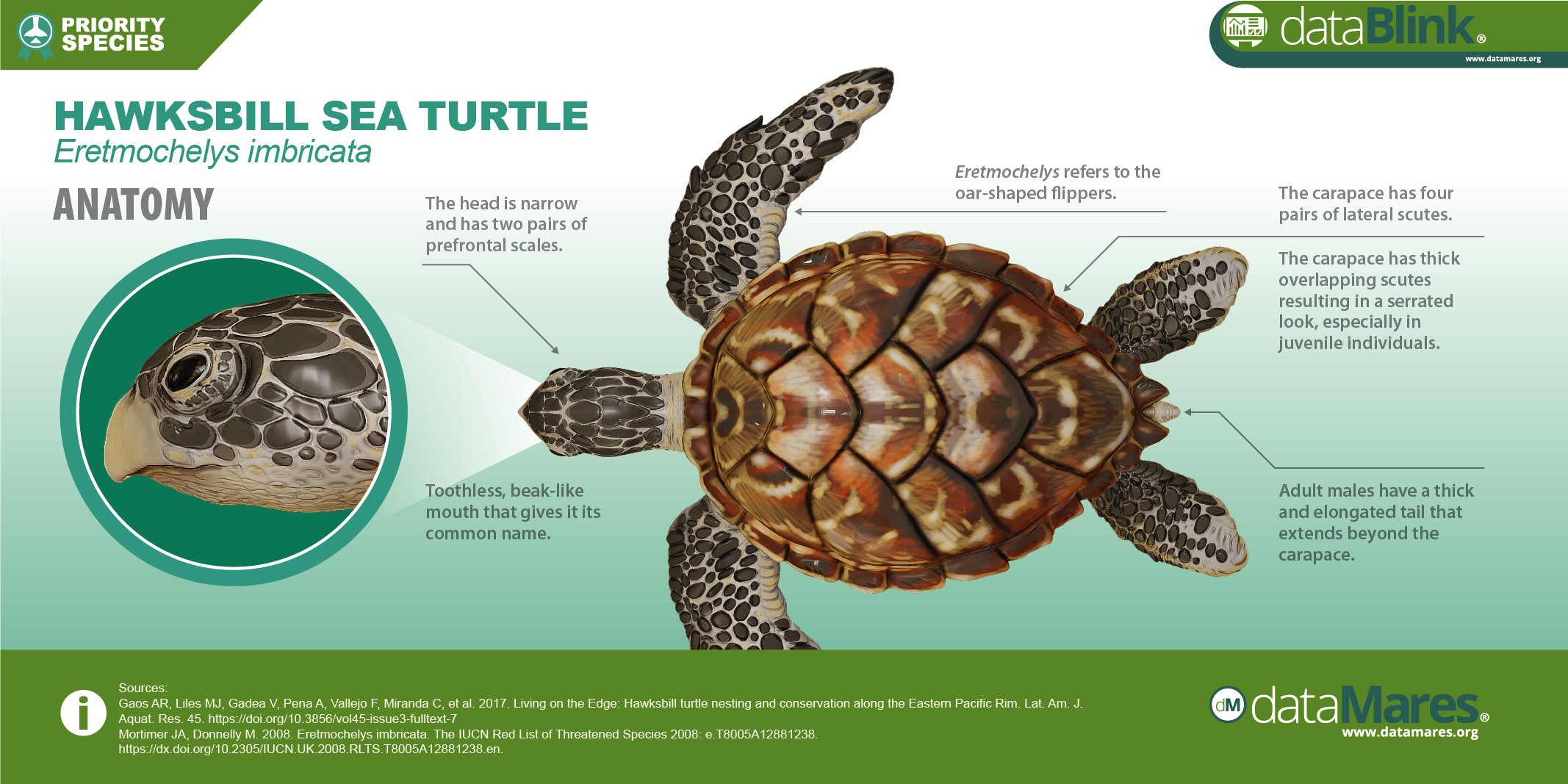 Hawksbill Sea Turtle Diagram