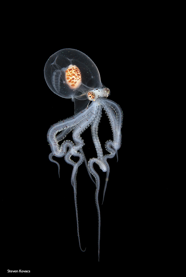The larval stage of the wonderpus octopus, photographed at night in the ...