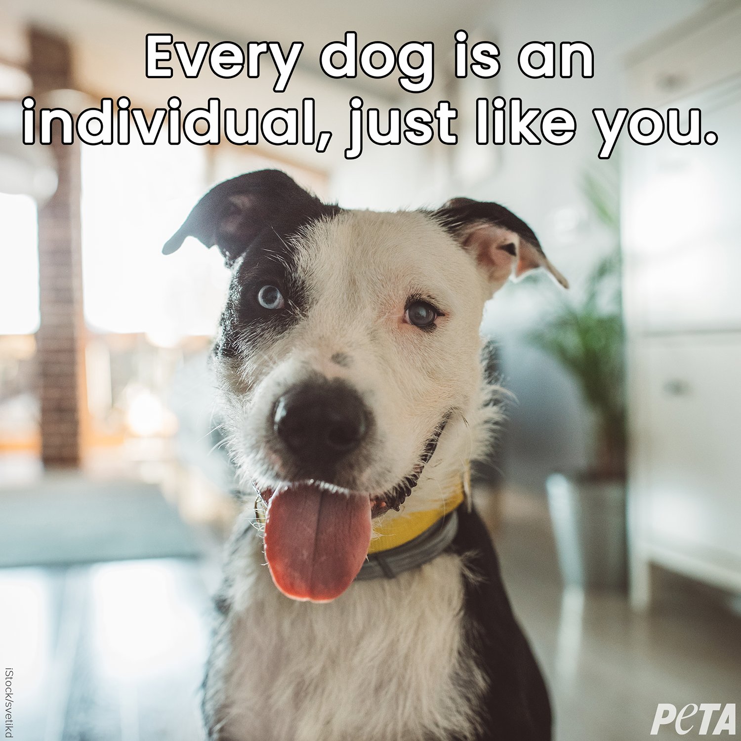 Can Dogs Sense Kindness