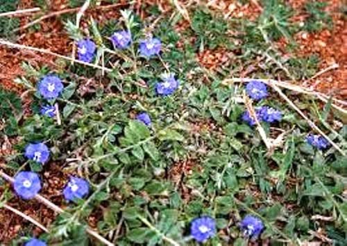 Know your local herb - Shanka pushpi -Morning glory - Blue Pea flower ...
