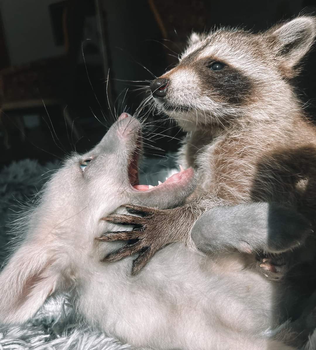 Disco Elysium skills interpreted through raccoon images : r/DiscoElysium