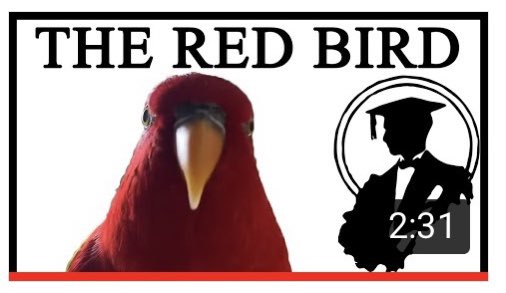 Hideaki Utsumi on Twitter: "What Is The Red Bird Laughing And Staring At? https://t.co ...