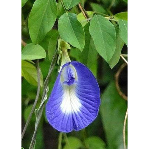 Know your local herb - Shanka pushpi -Morning glory - Blue Pea flower ...
