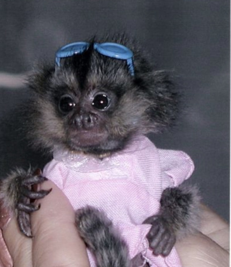 Cute Finger Monkey