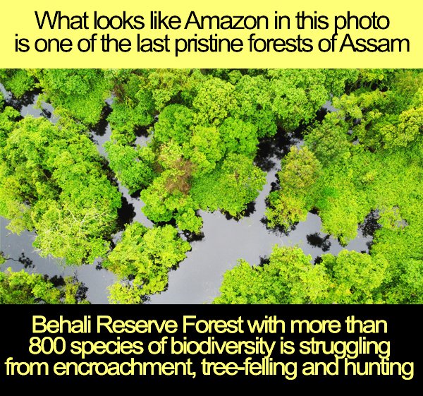 Violina Borah (@ViolinaBorah6) | Twitter