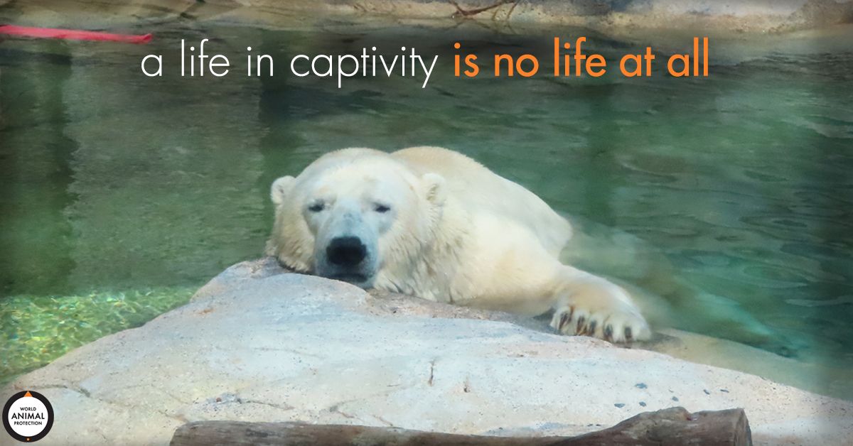 Animals In Zoos Quotes