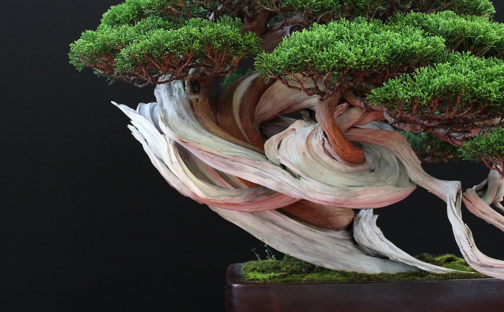 Shari Bonsai