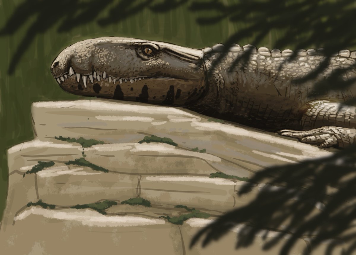 Twoucan - Joschua Knüppe (@JoschuaKnuppe)