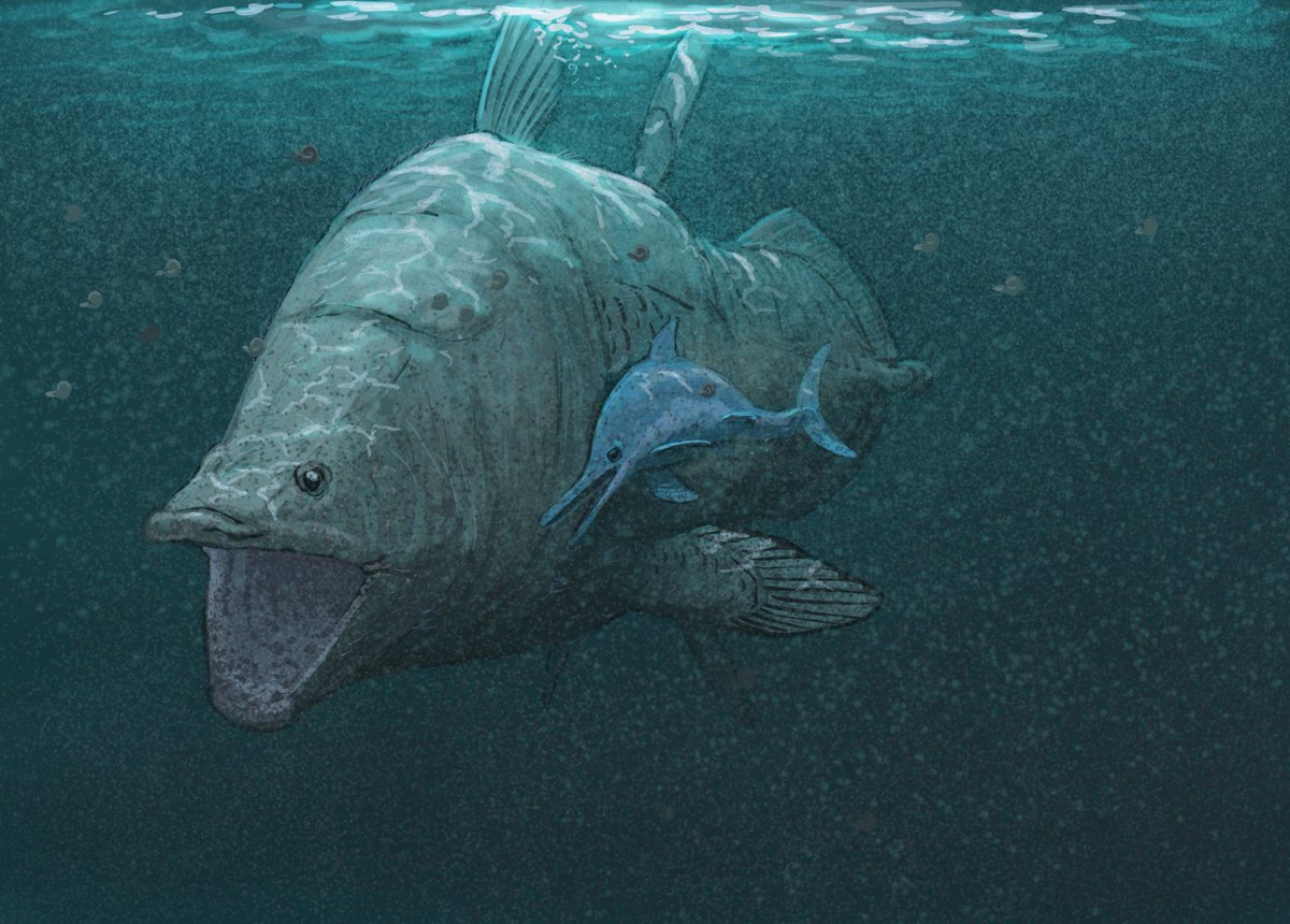 Twoucan - Joschua Knüppe (@JoschuaKnuppe)