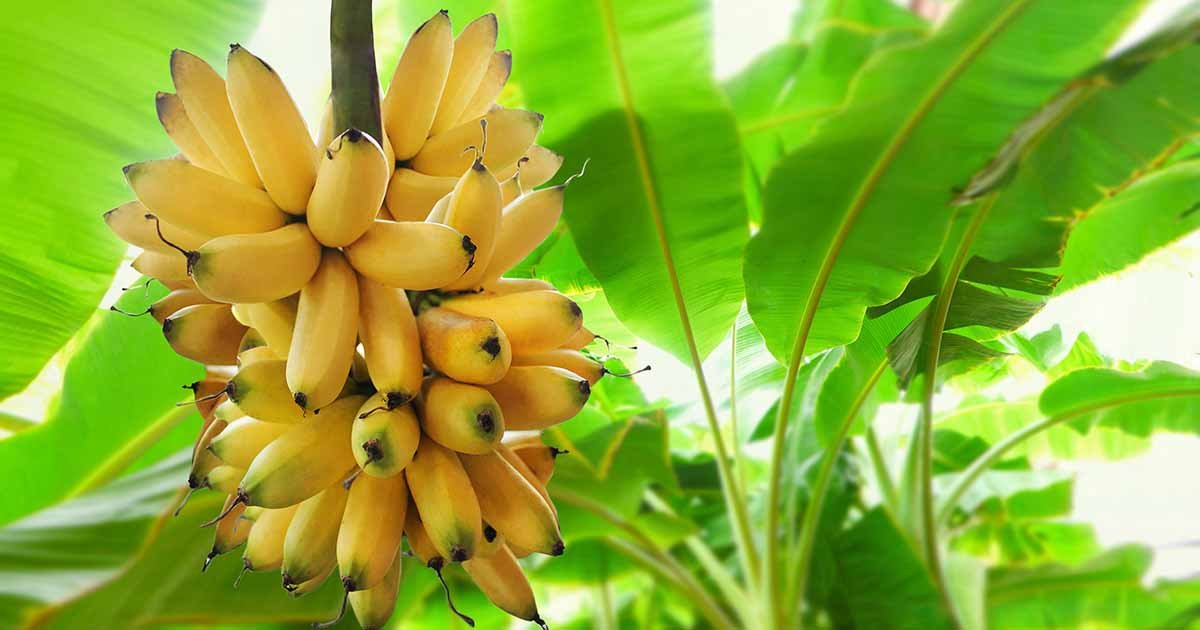 Know about Indigenous banana varieties of South India - Banana a ...