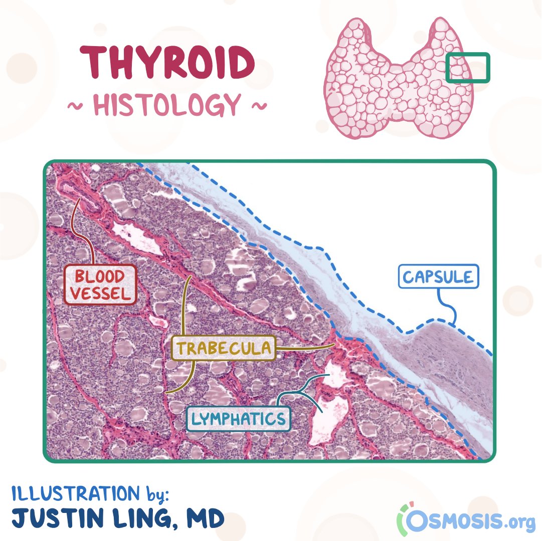 Thyroid Histology Labeled
