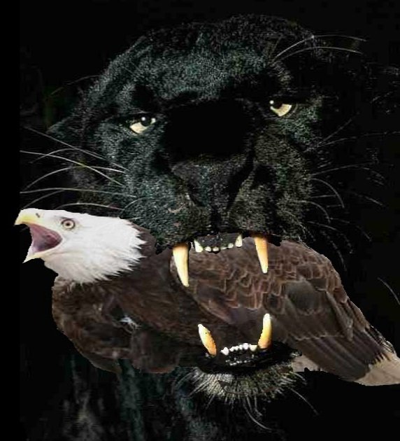 Panther Eating Eagle