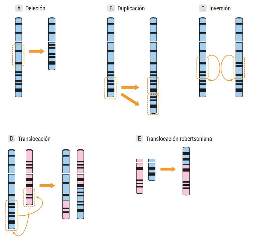Anomalías Cromosómicas Estructurales