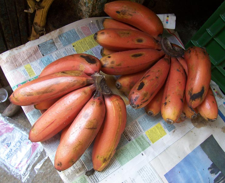 Know about Indigenous banana varieties of South India - Banana a ...