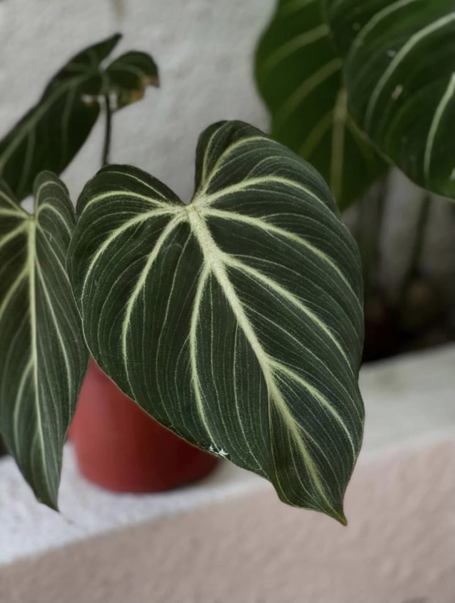 Philodendron gloriosum zebra Gardening & Plants Craft Supplies & Tools ...