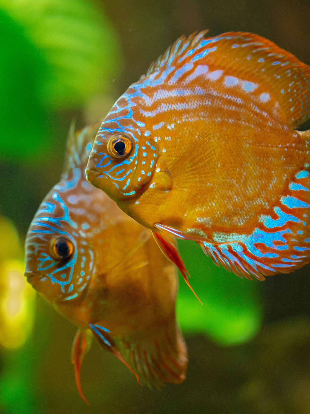 Discus Fish Eggs