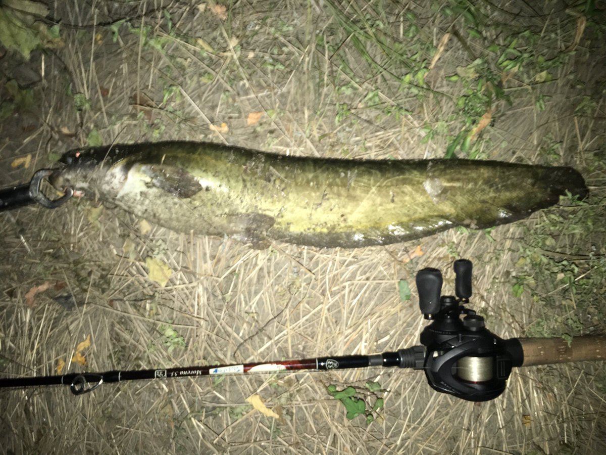 maayan on Twitter: "ありがとうございます！…