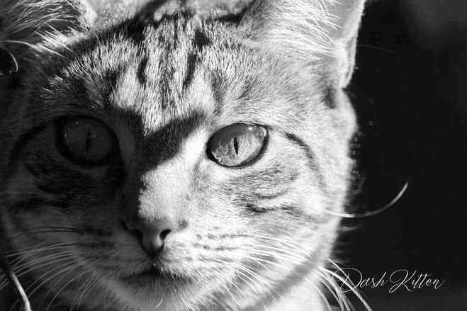High Contrast Cat Photography