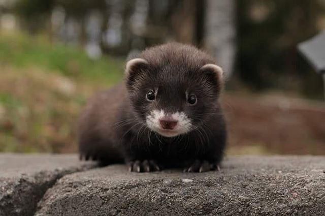 Cute Baby Mink
