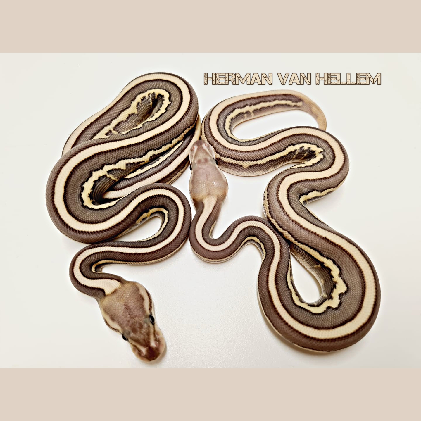 Lesser Cinnamon Ball Python