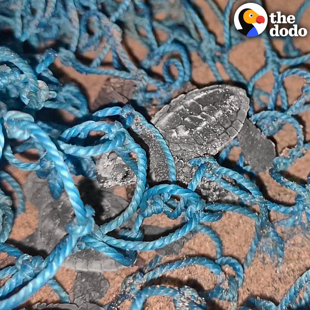 The minute these baby sea turtles are freed from a net, they waddle as ...