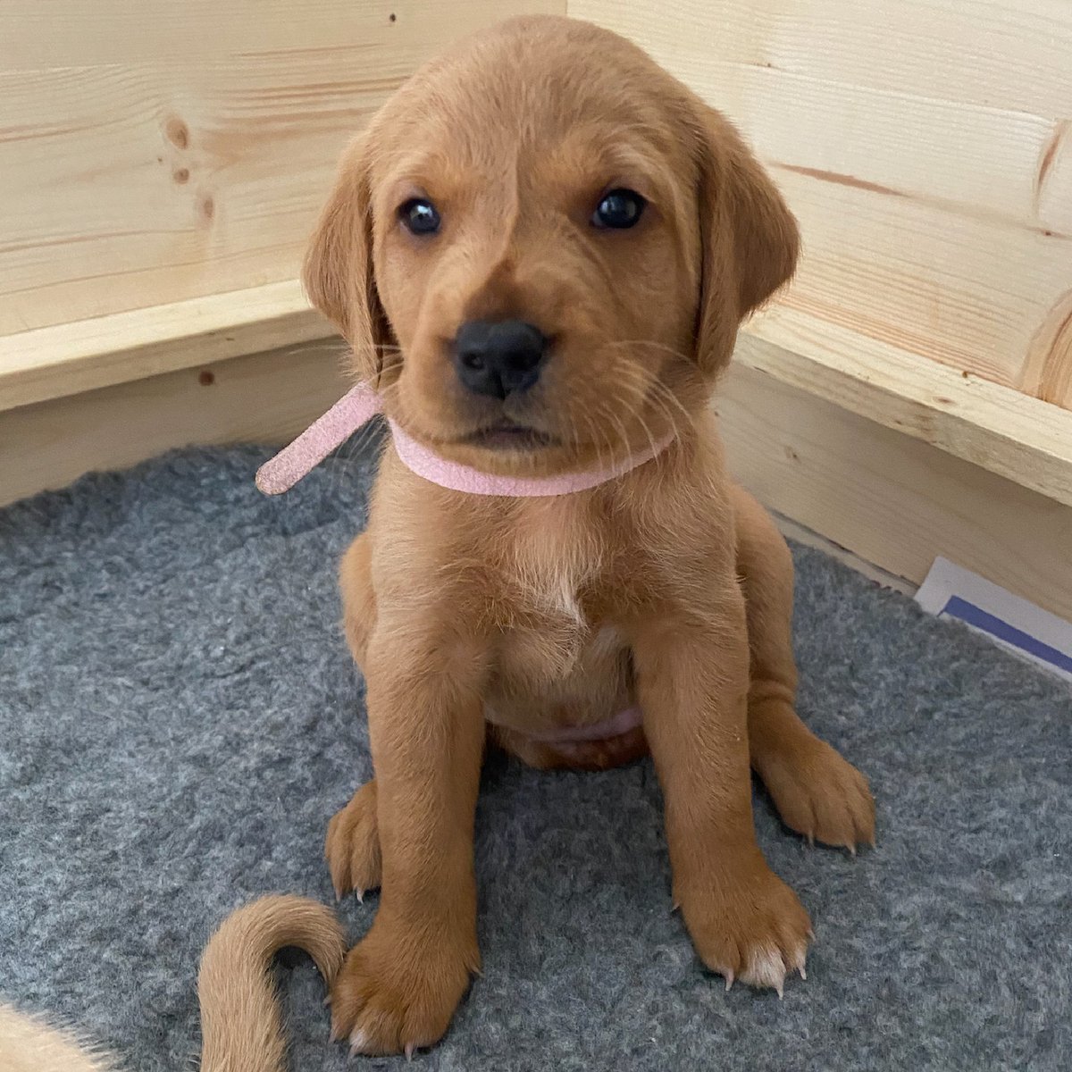 Red Labrador Retriever