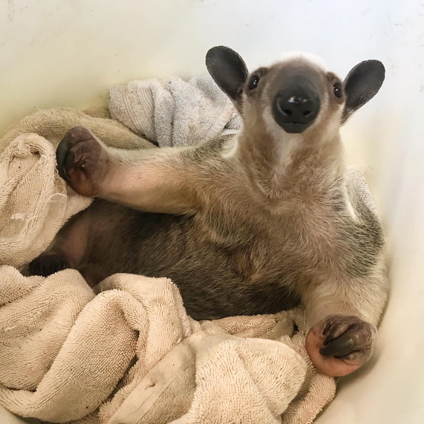 Baby Lesser Anteater