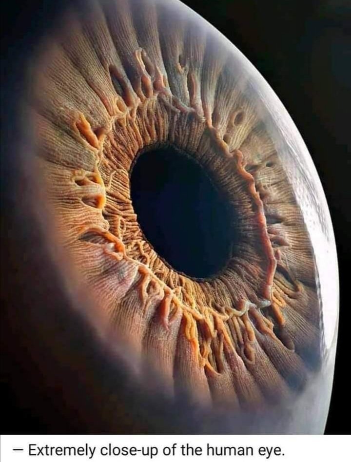 Electron Microscope Human Eye