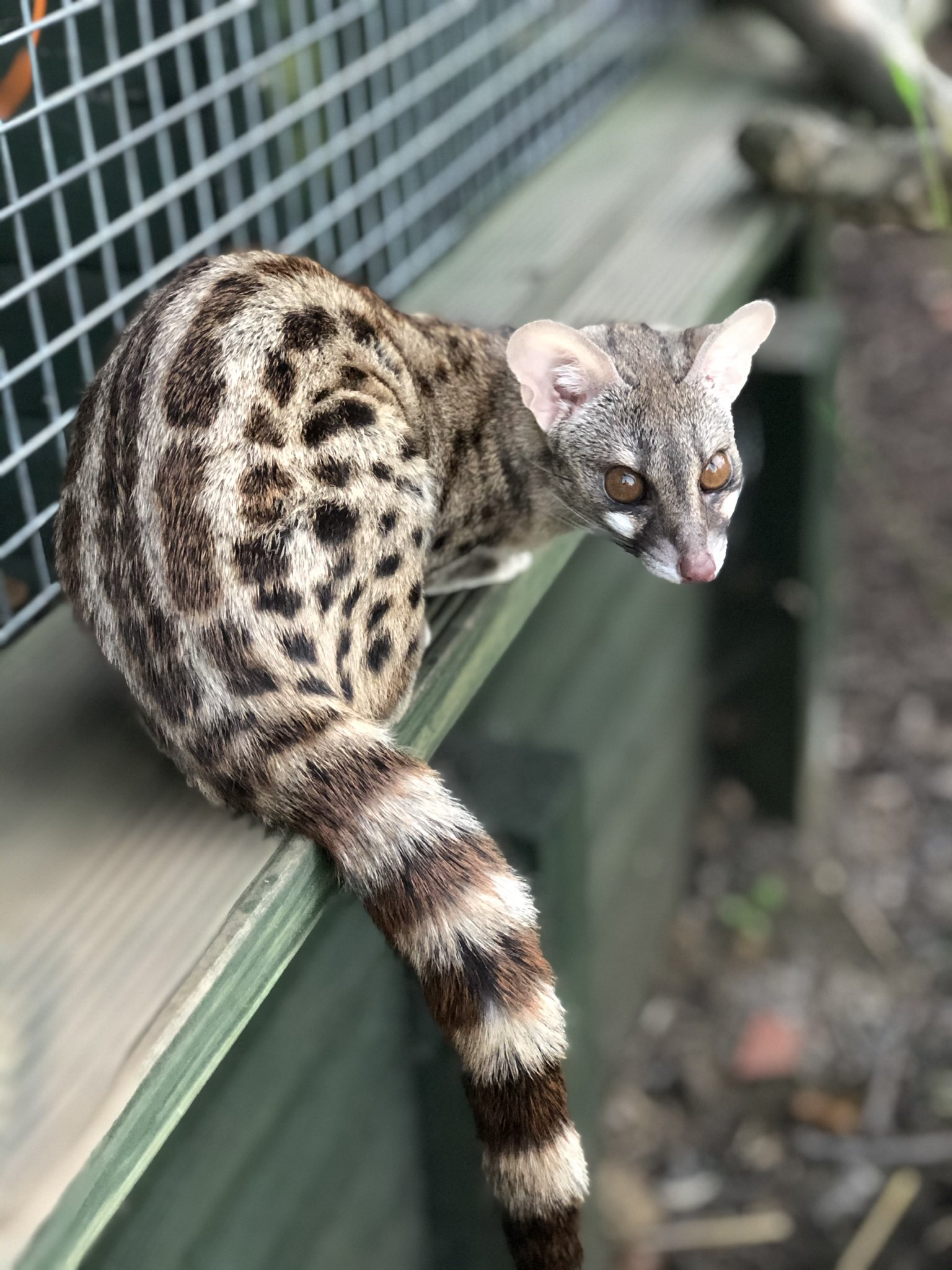 Spotted Genet Pet