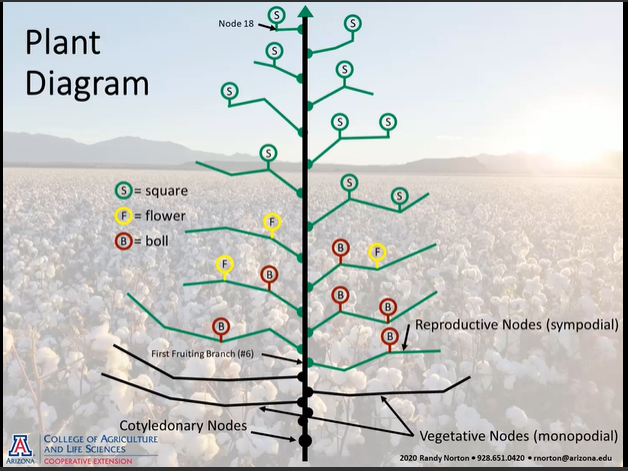 Cotton Plant Diagram